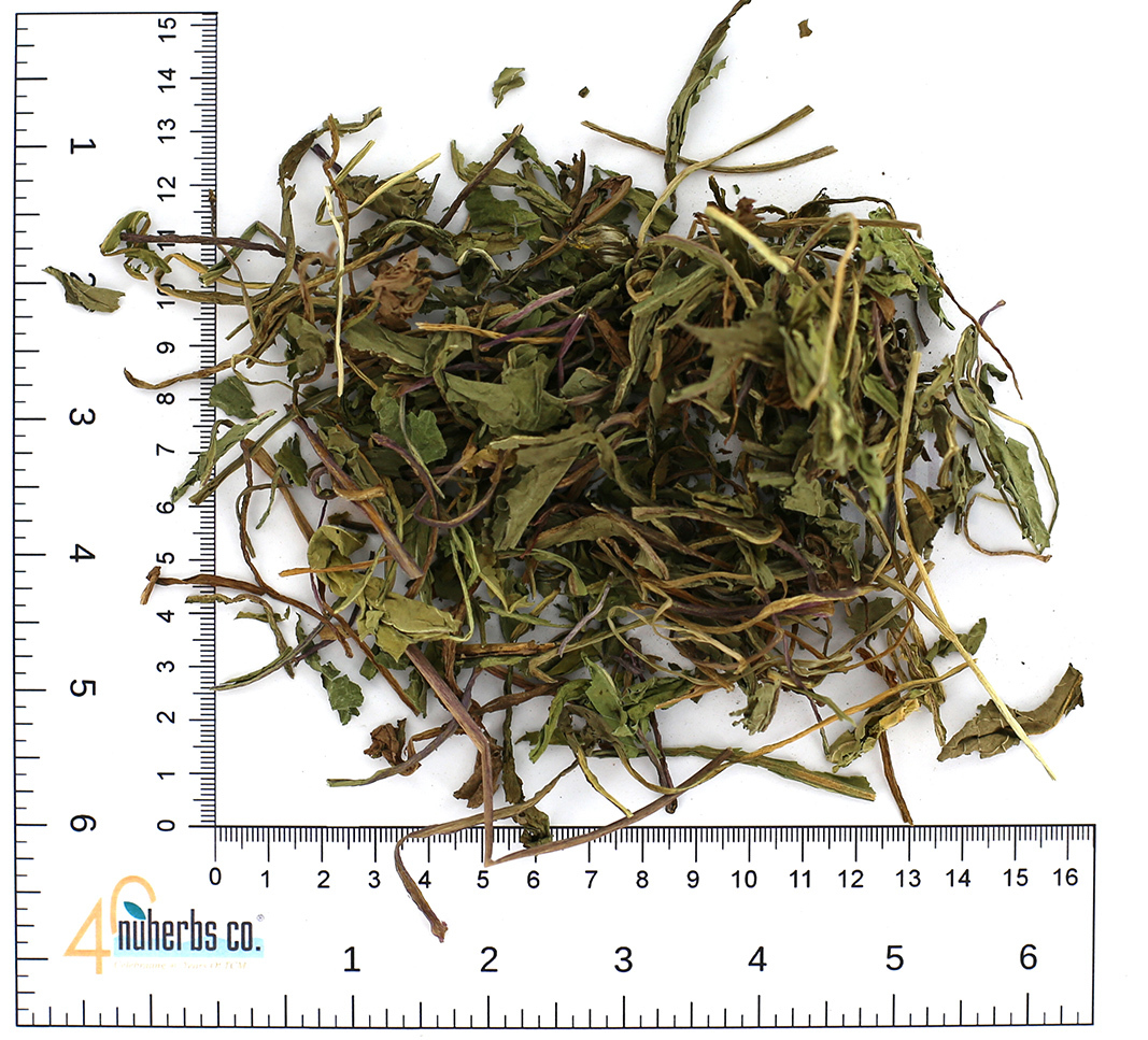 Pu Gong Ying | Nuherbs